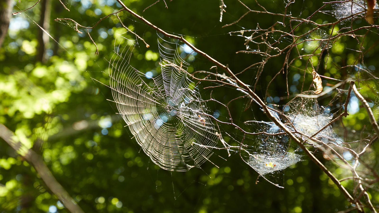 How To Tell If The Web In Your Trees Was Made By A Spider Or A Webworm