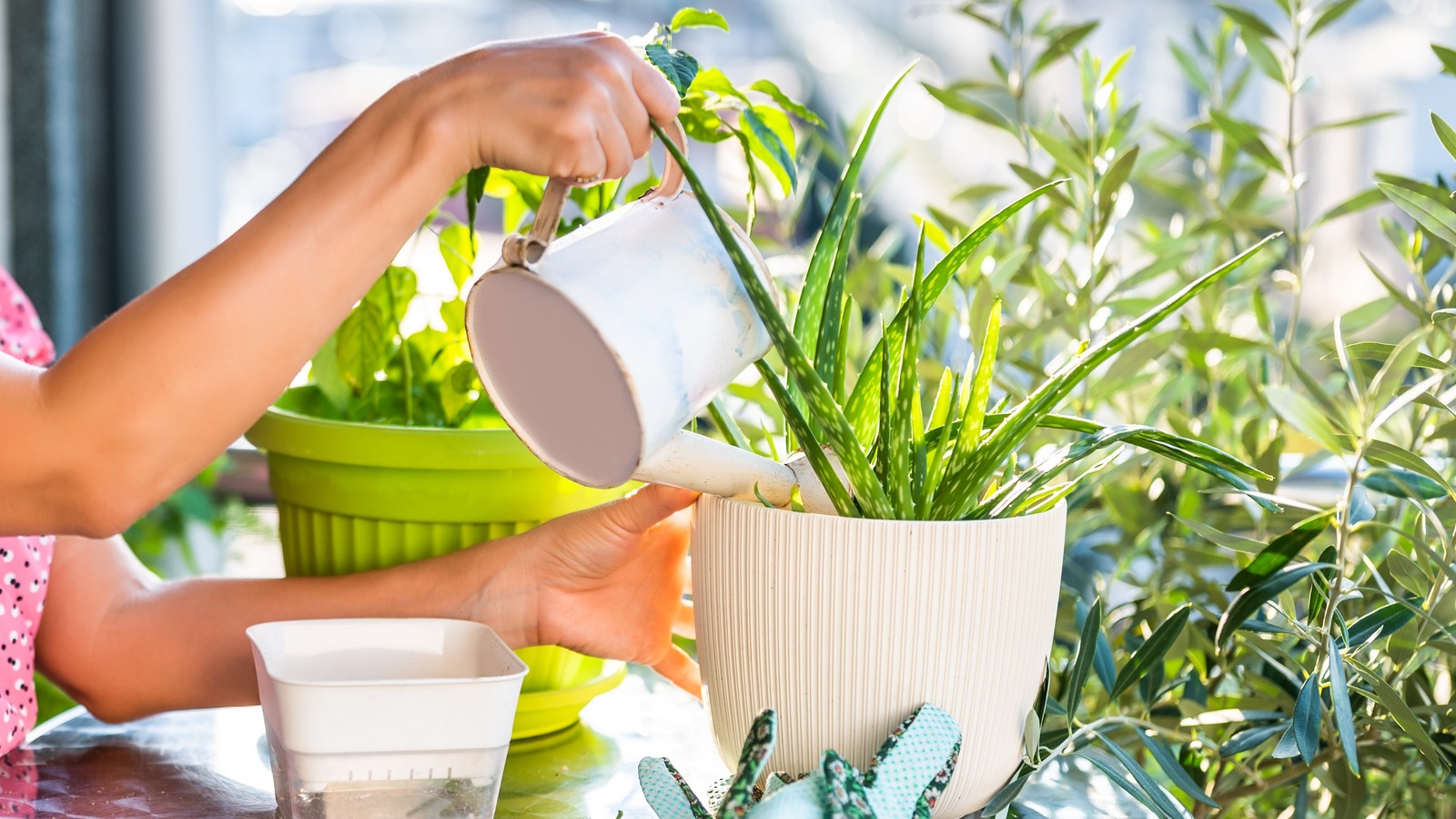 How To Tell If Your Aloe Vera Plant Is Overwatered