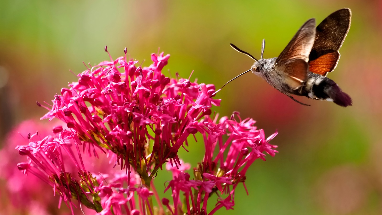 Hummingbird Moths That Could Visit Your Garden (& Which To Keep Away)