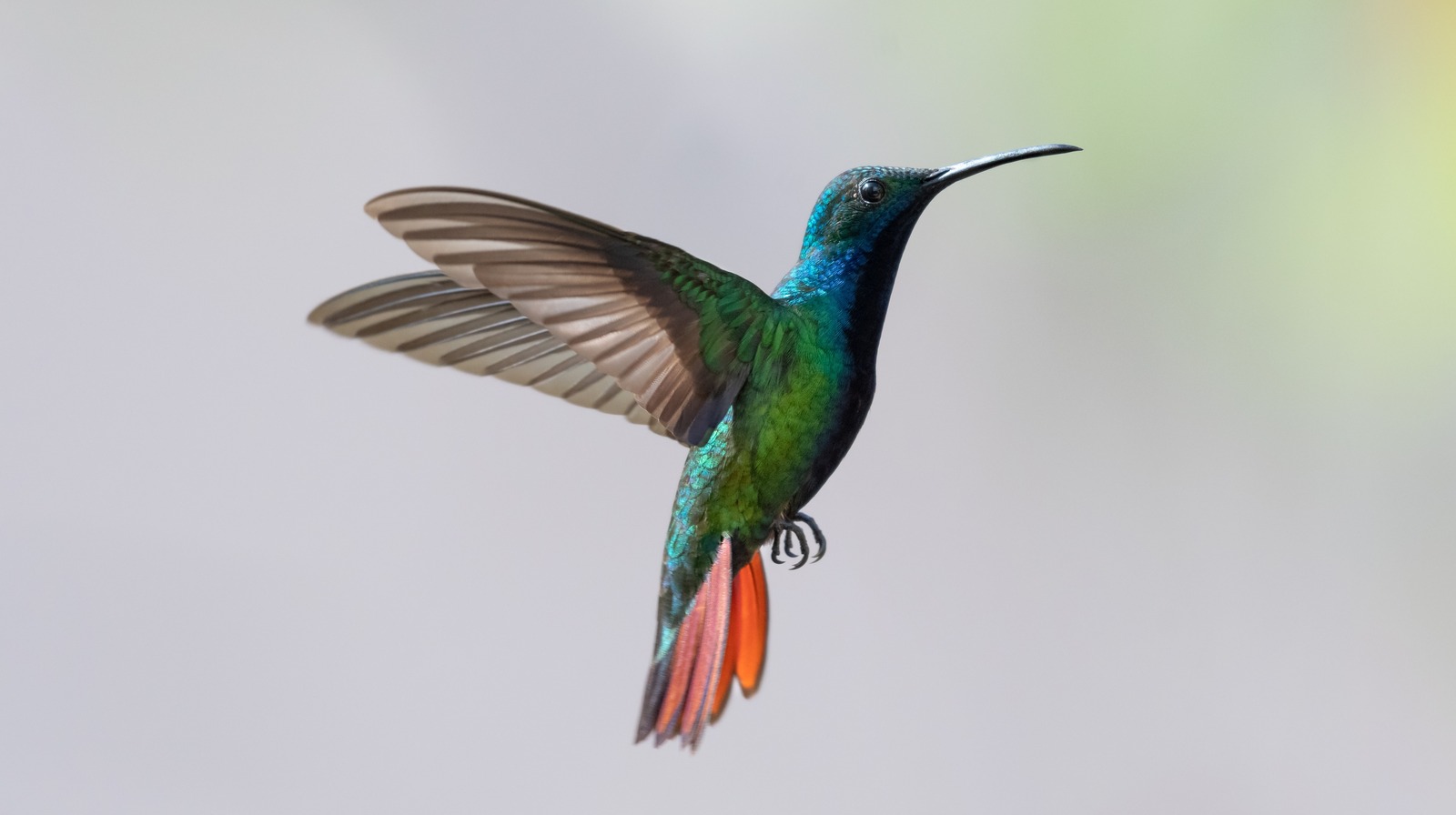 Hummingbirds Love This Native Plant (& It'll Add Gorgeous Character To ...