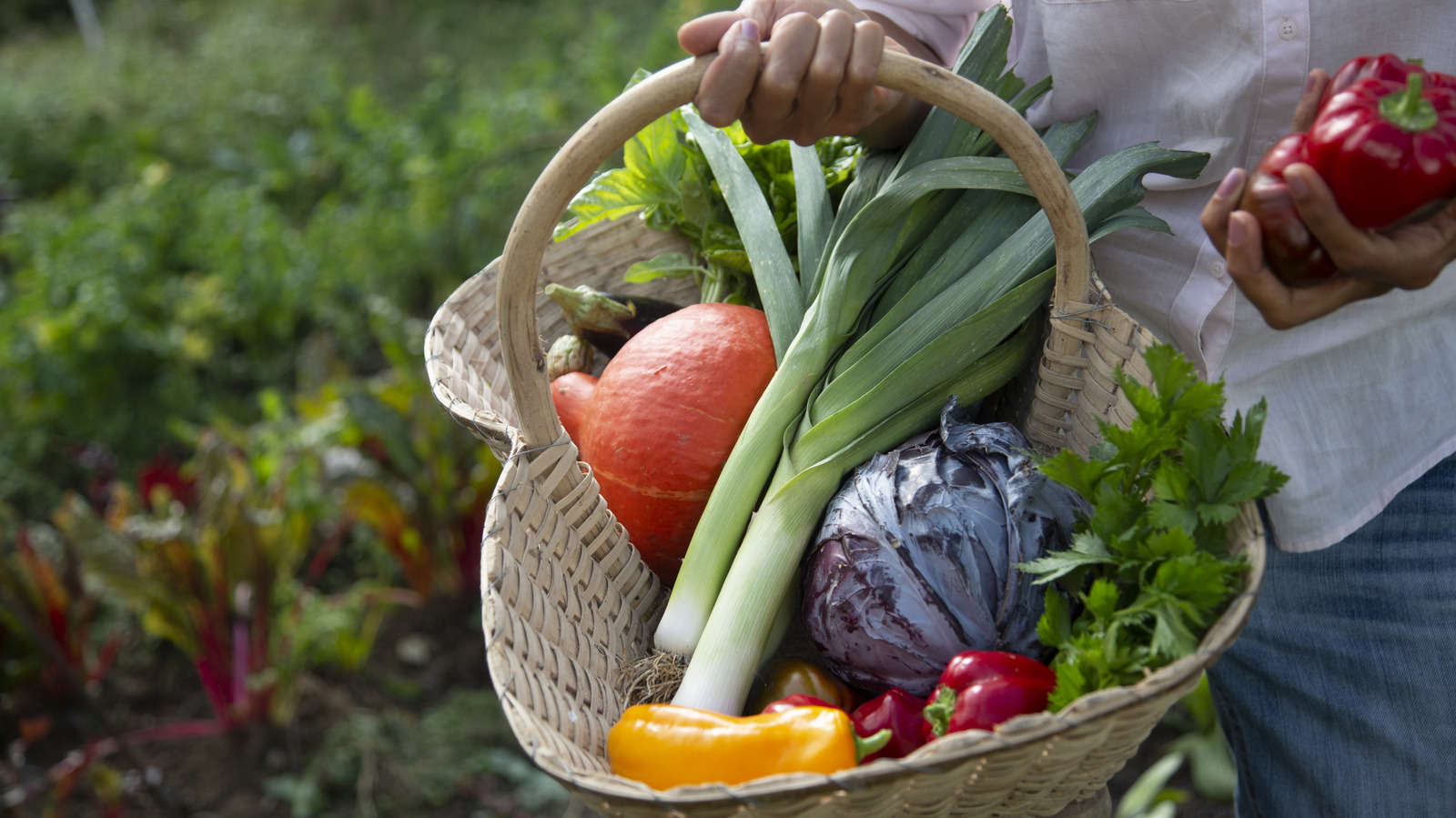 Hydroponic Vs. Traditional Gardening: Which Is Right For You