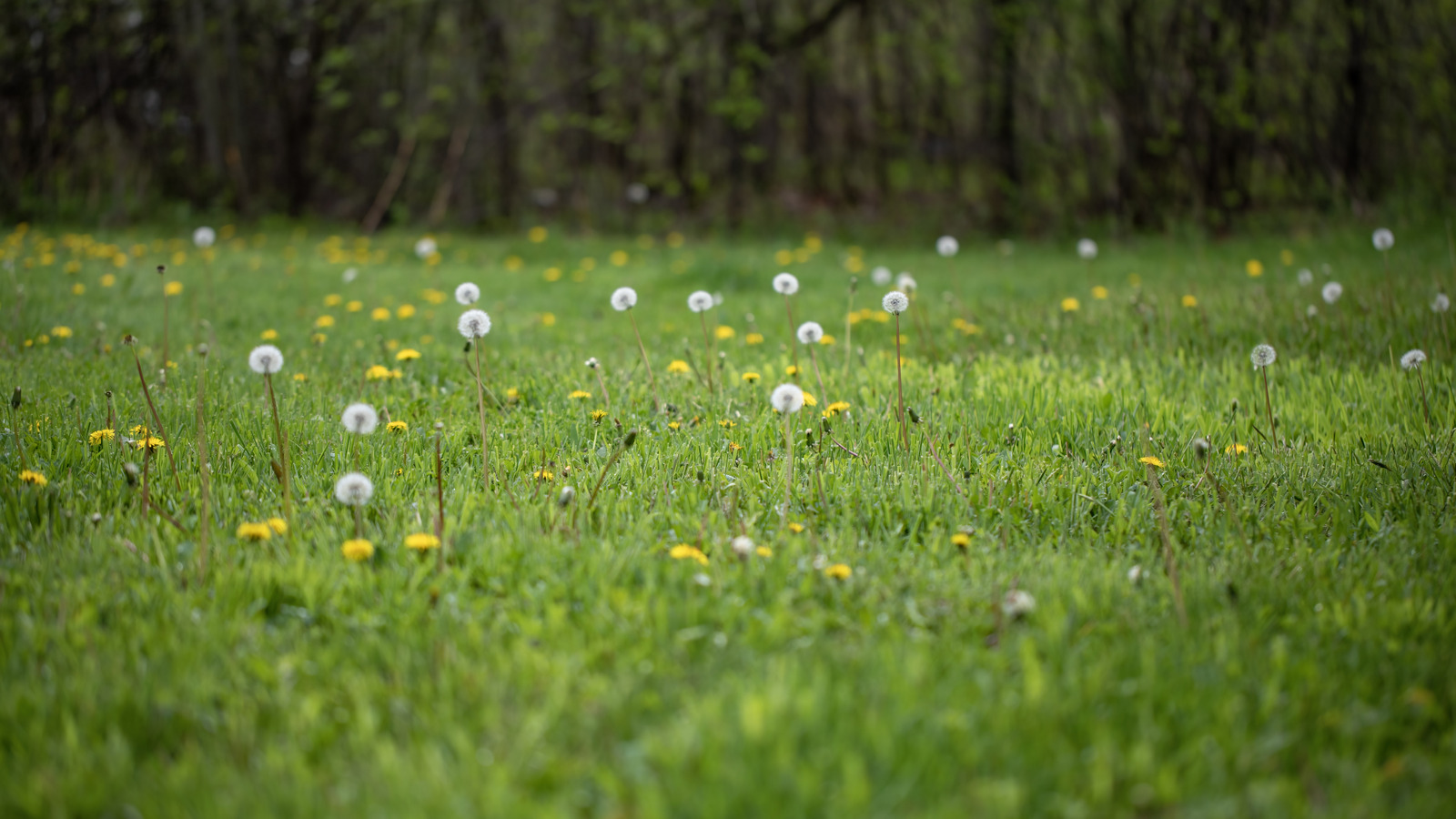 Identifying Annual And Perennial Weeds: The Biggest Differences And Why ...