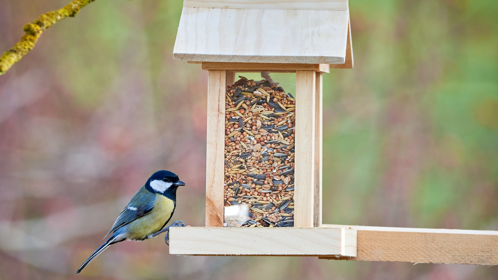 If The Plants Under Your Bird Feeder Are Suffering, This Is Probably Why