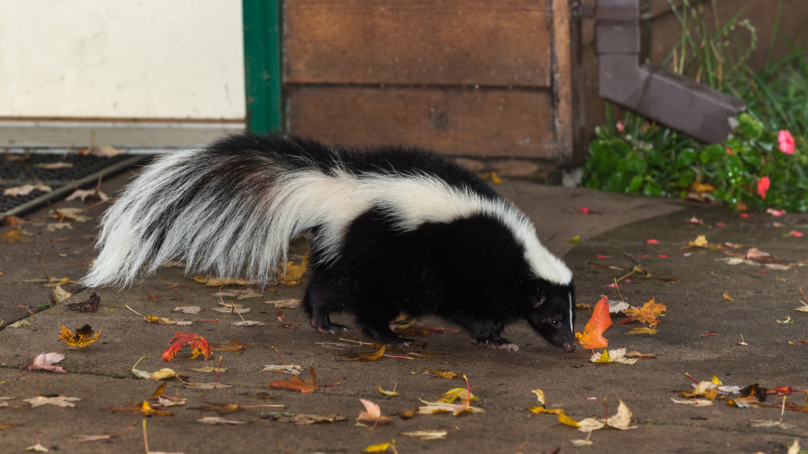 The Ideal Way To Get Skunks Out From Under Your Shed, Deck, Or Patio