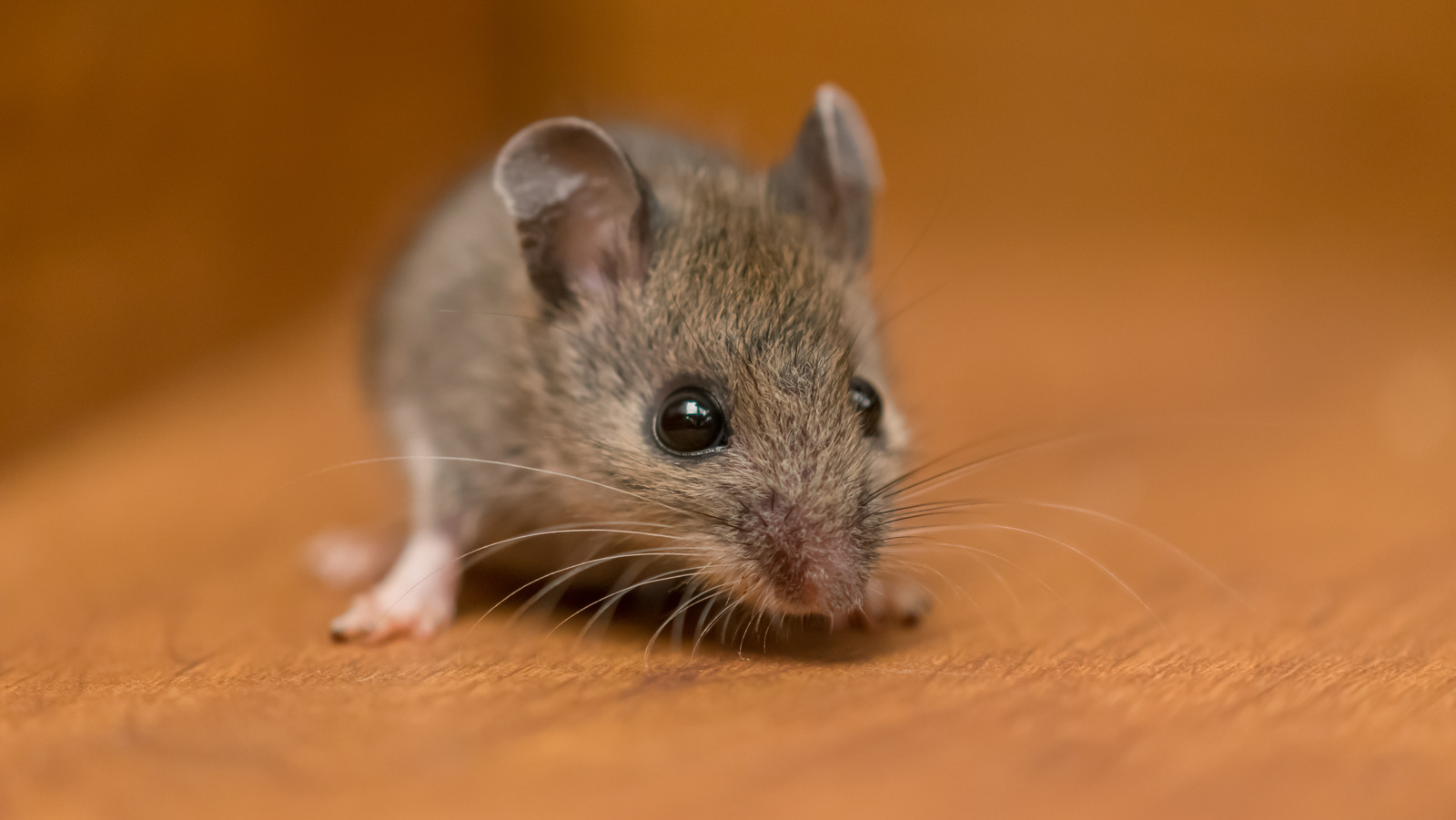 We Asked An Expert If Seeing A Single Mouse Means You Have An Infestation