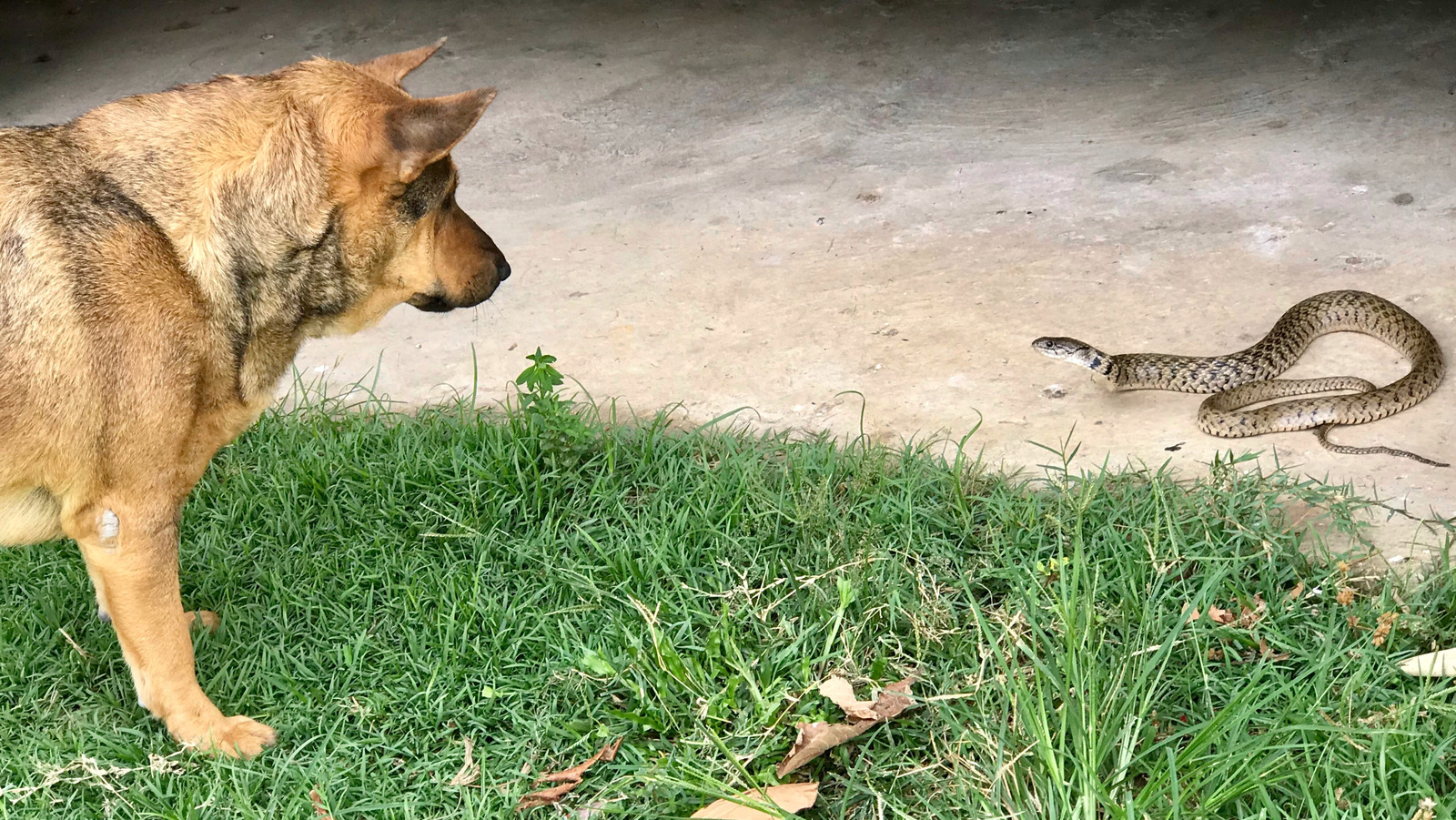 Is It Cause For Concern If Pet Owners See A Grass Snake Slithering In ...