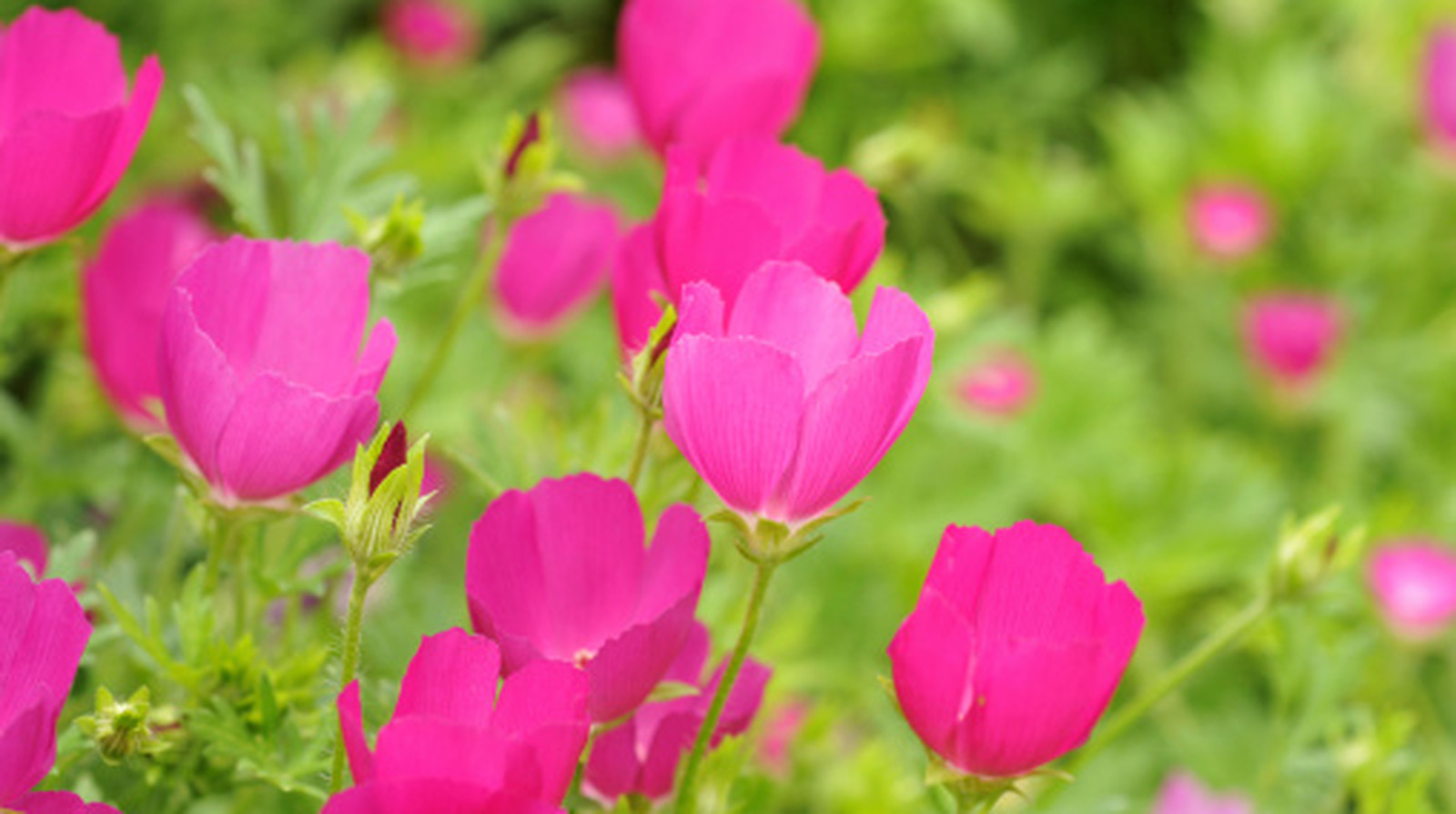 Is Poppy Mallow The Right Flowering Ground Cover For Your Yard?