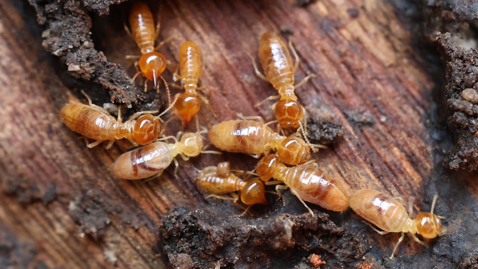 Is Terminix Termite Treatment Worth It? Here's What We Know