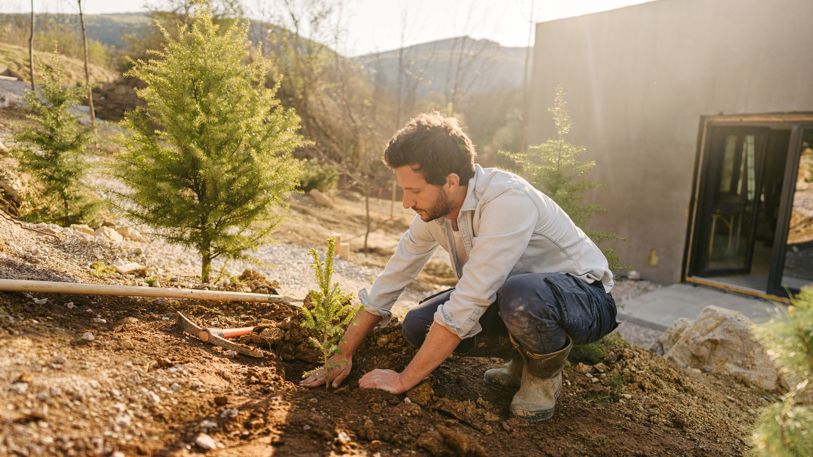 Is The Tree You Just Planted Far Enough Away From Your Home?