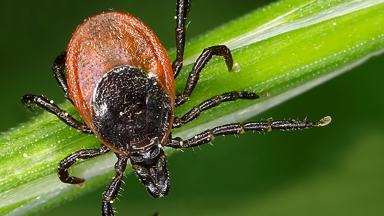 Is Tick Season Actually Worse This Year? Here's What's Actually Happening