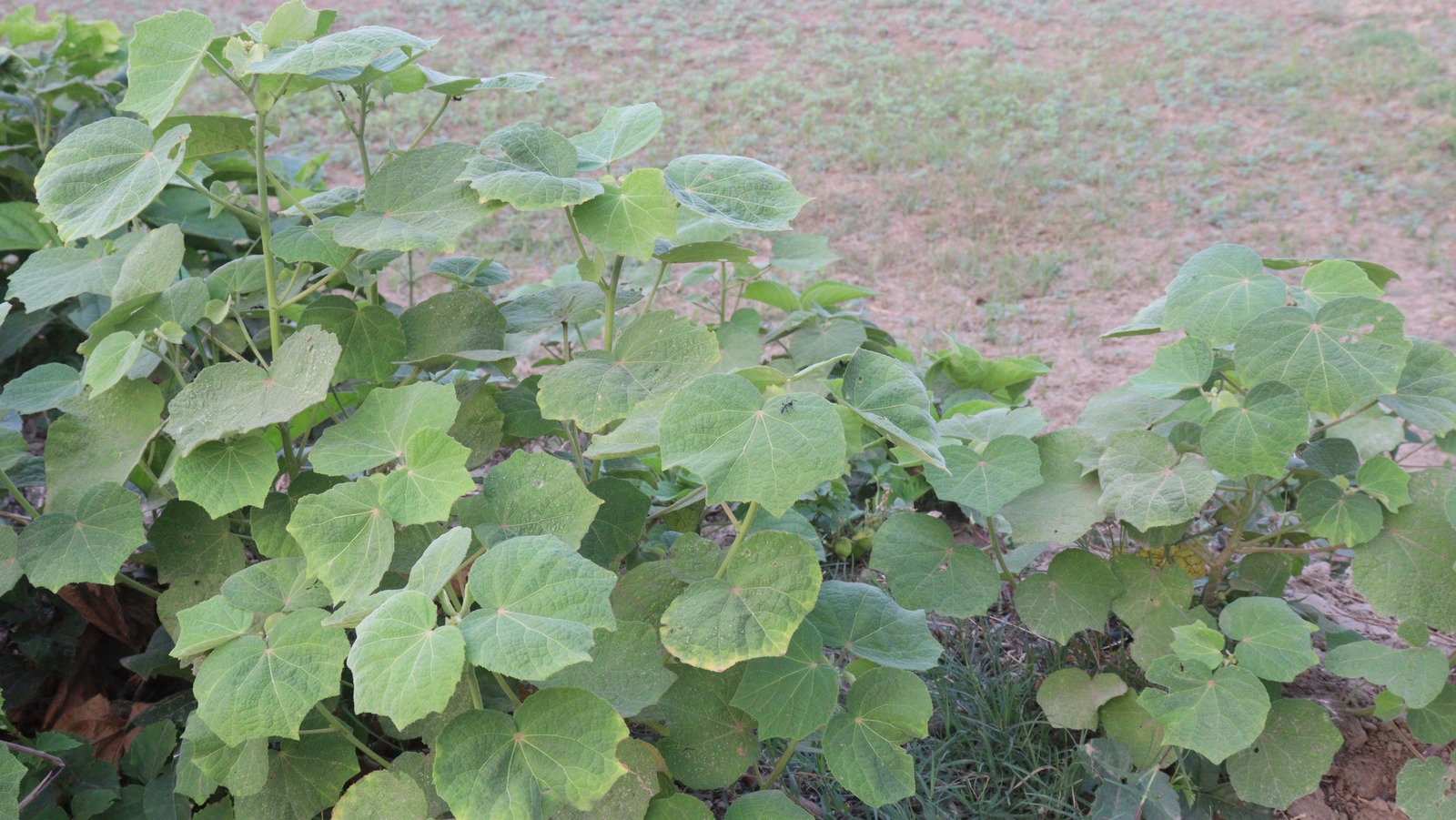 Tiffany Selvey - Journalist Profile - Intelligent Relations