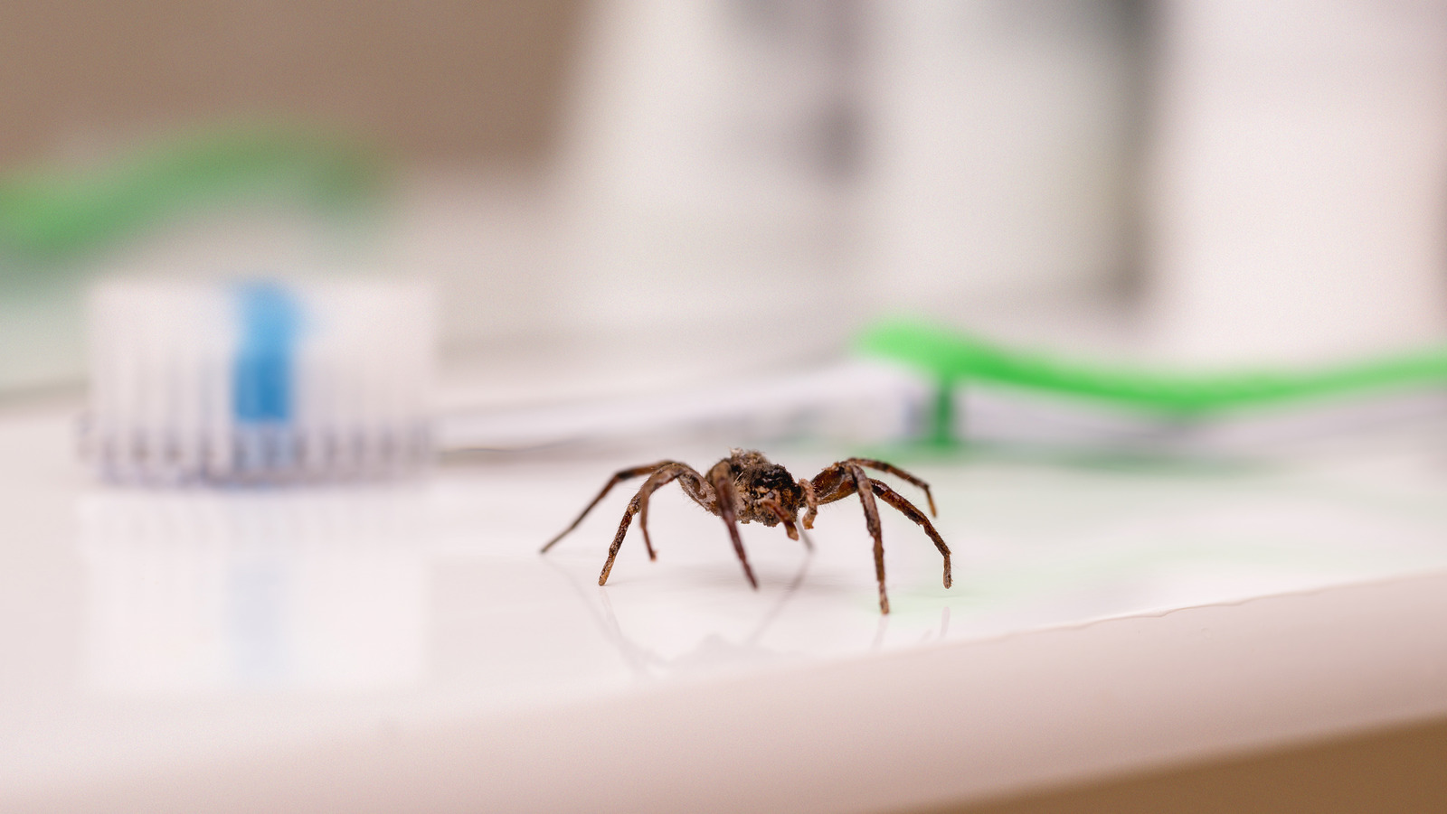 Is Windex An Effective Tool In Getting Rid Of Spiders?