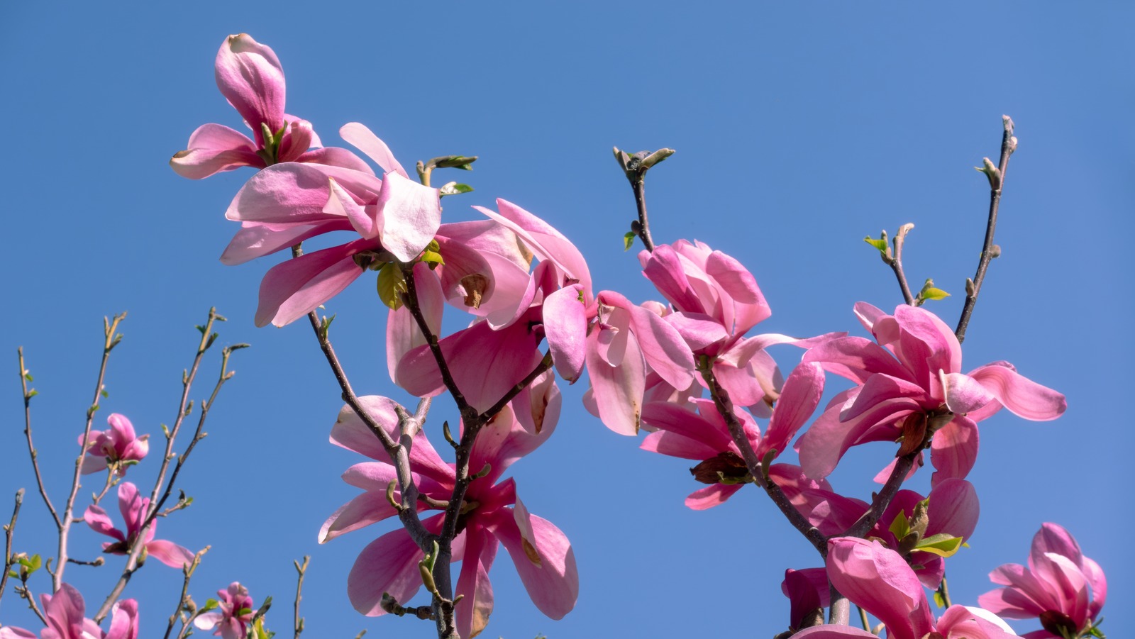 Jane Vs Ann Magnolia Tree: How To Decide Which Is Best For Your Yard