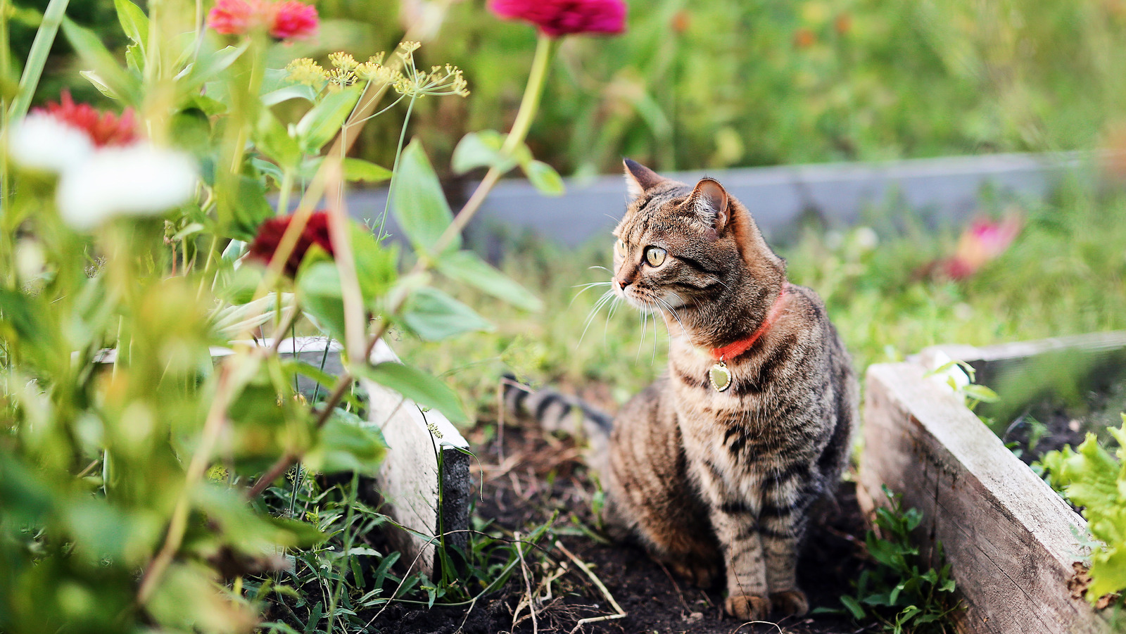 How To Keep Stray Cats From Invading Your Garden Beds