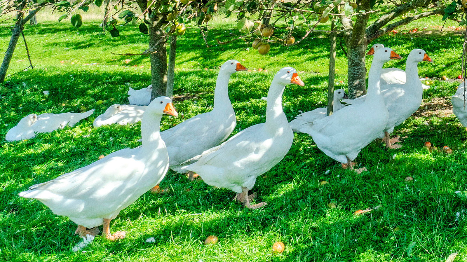 Keep Geese Out Of Your Yard With A Fan-Favorite Fruit