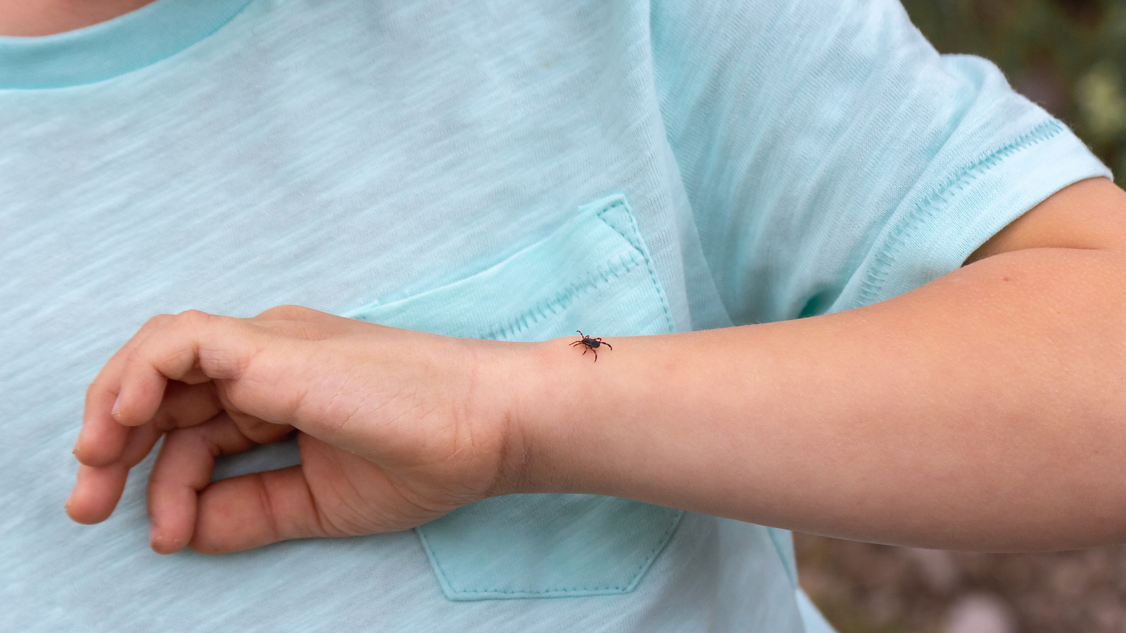 Expert Tips To Keep Ticks Away When Working In The Garden