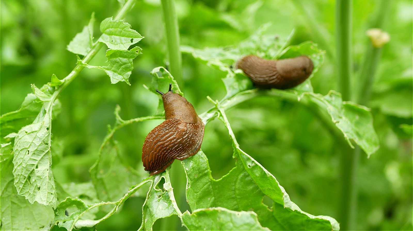 Keep Slugs Out Of Your Garden With This Clever Cardboard Hack