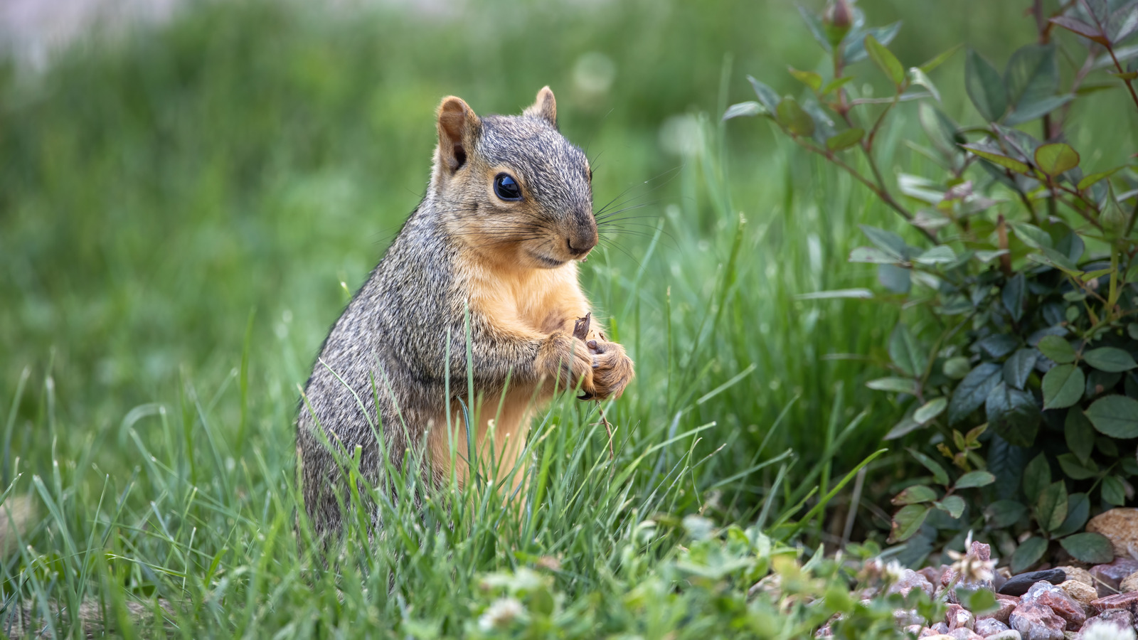 Keep Squirrels Out Of The Garden With An Easy-To-Grow Flower They Can't ...