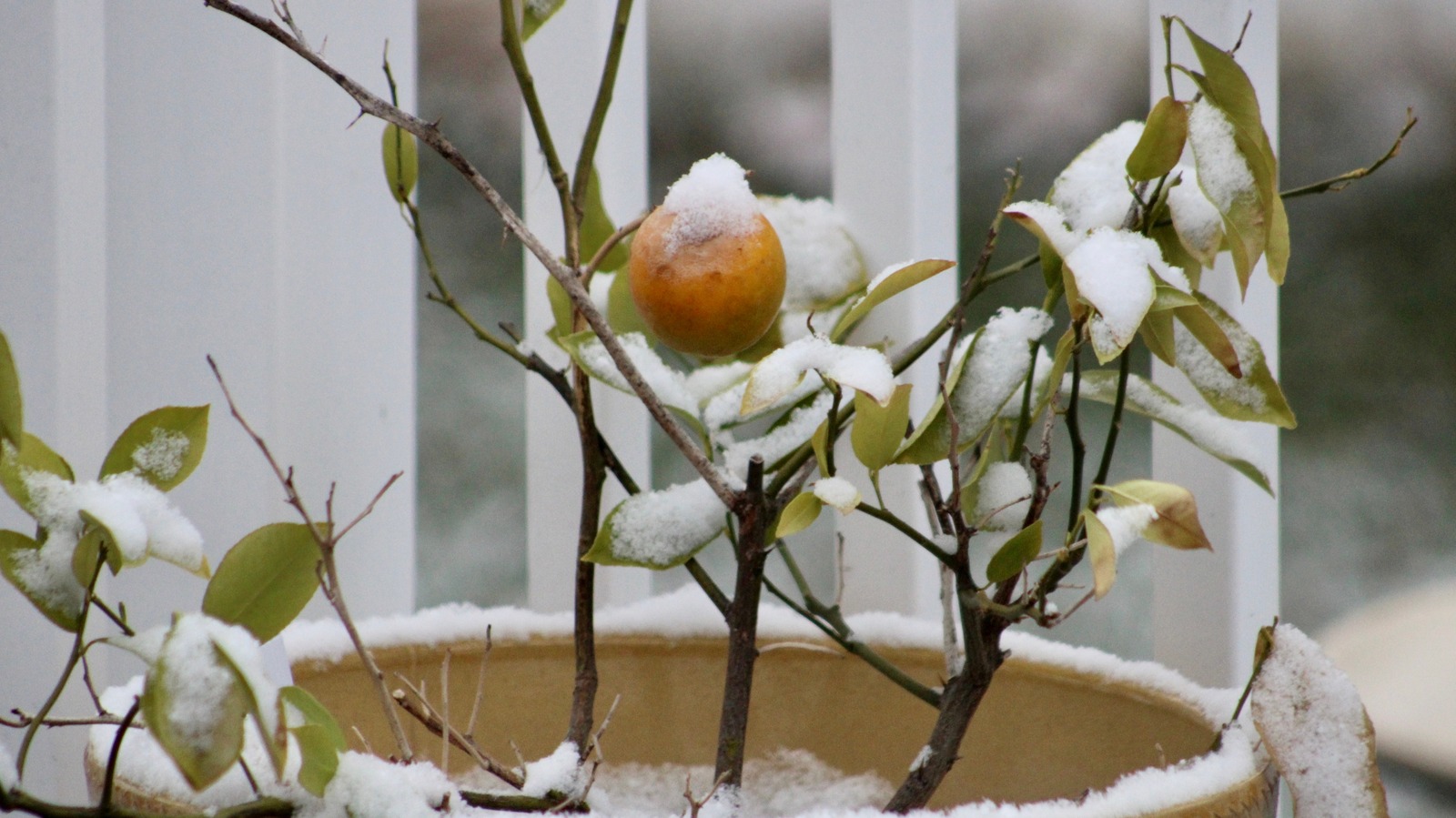 Keep Your Citrus Trees Healthy This Winter With One Genius Wheelbarrow Hack