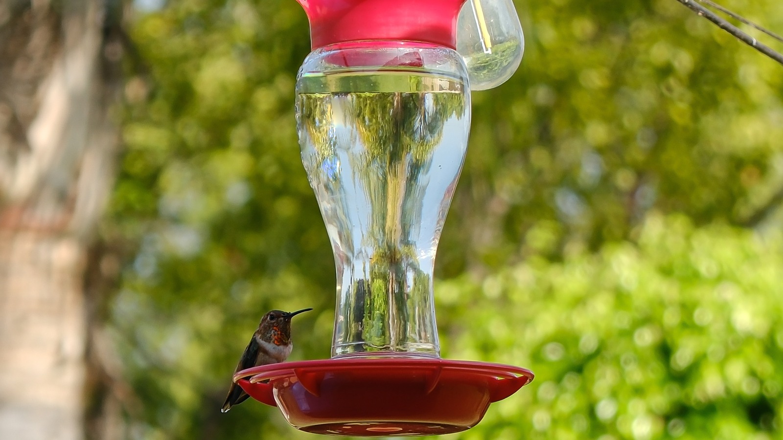 Key Tips For Cleaning Bird Poop Off Of Hummingbird Feeders (& Why It's ...