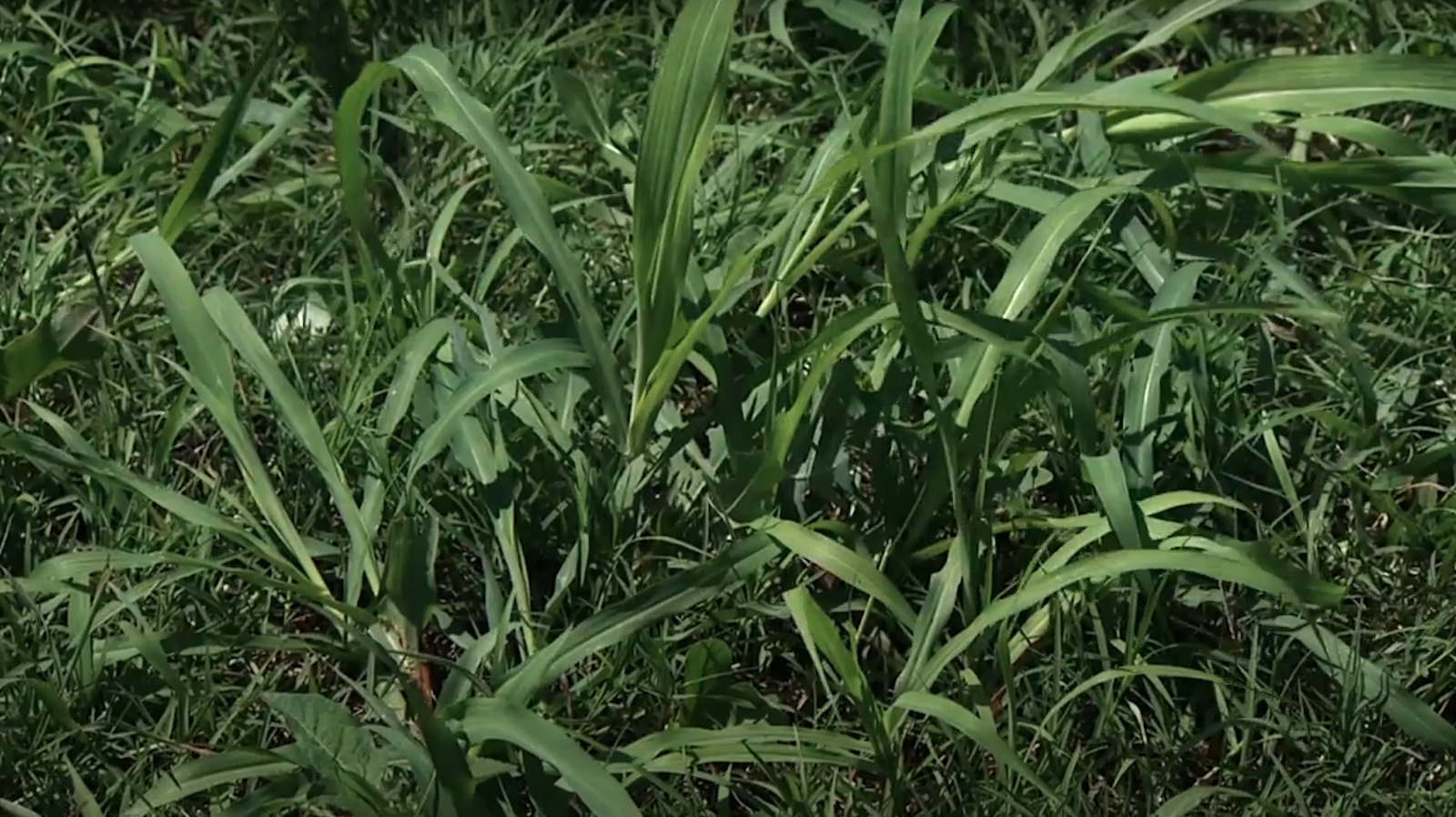 Kill Invasive Johnsongrass With A Staple Ingredient You Already Have