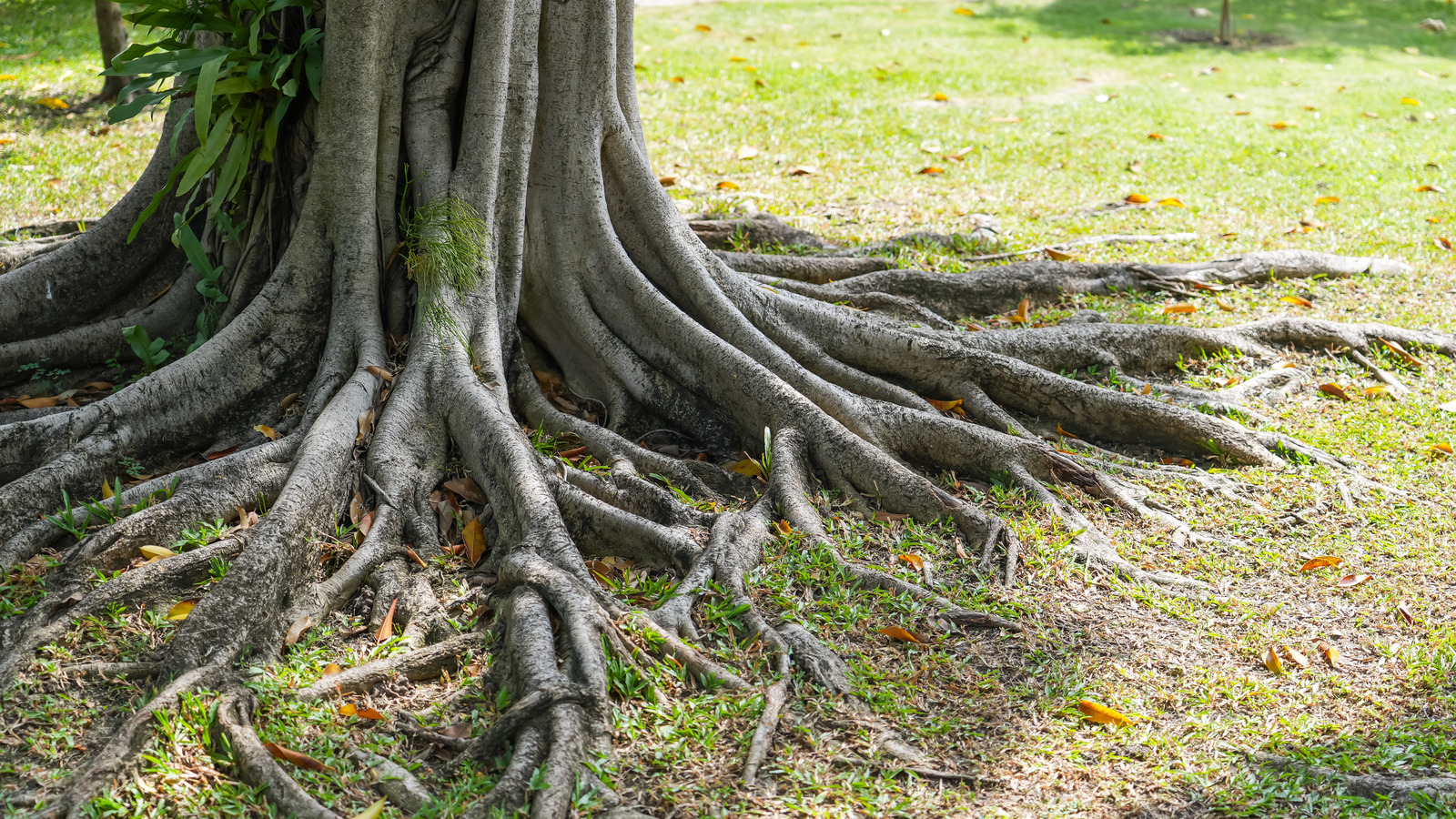 Lamb's Ear Is A Beautiful Way To Cover Unsightly Tree Roots (Here's How)