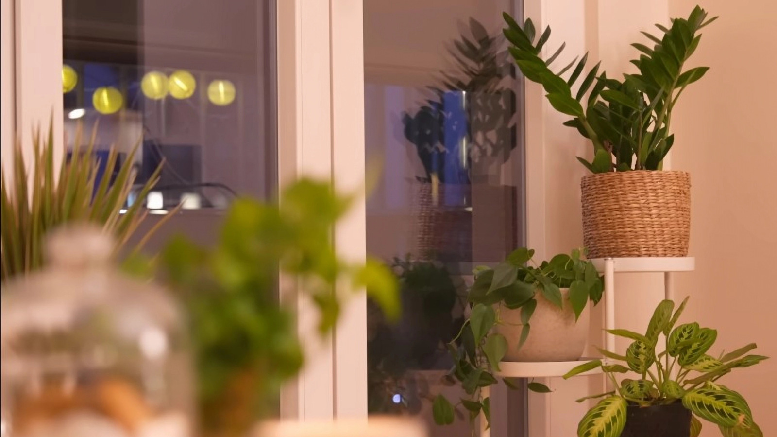 Light Sensitive Plants That Only Bloom During Dark Winter