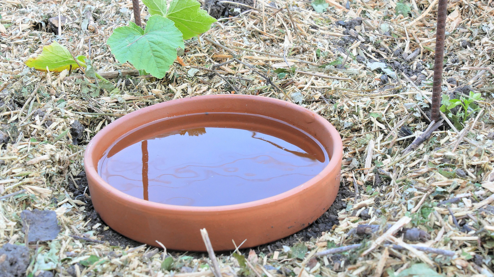 Make A DIY Olla As A Garden Watering System For Thriving Trees And Plants