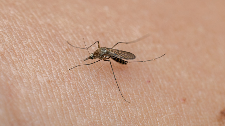 Bokep single after the intros, she got me at attention with