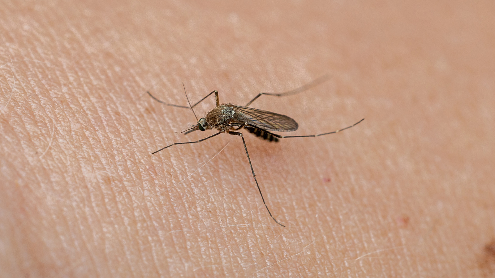 Bokep single after the intros, she got me at attention with