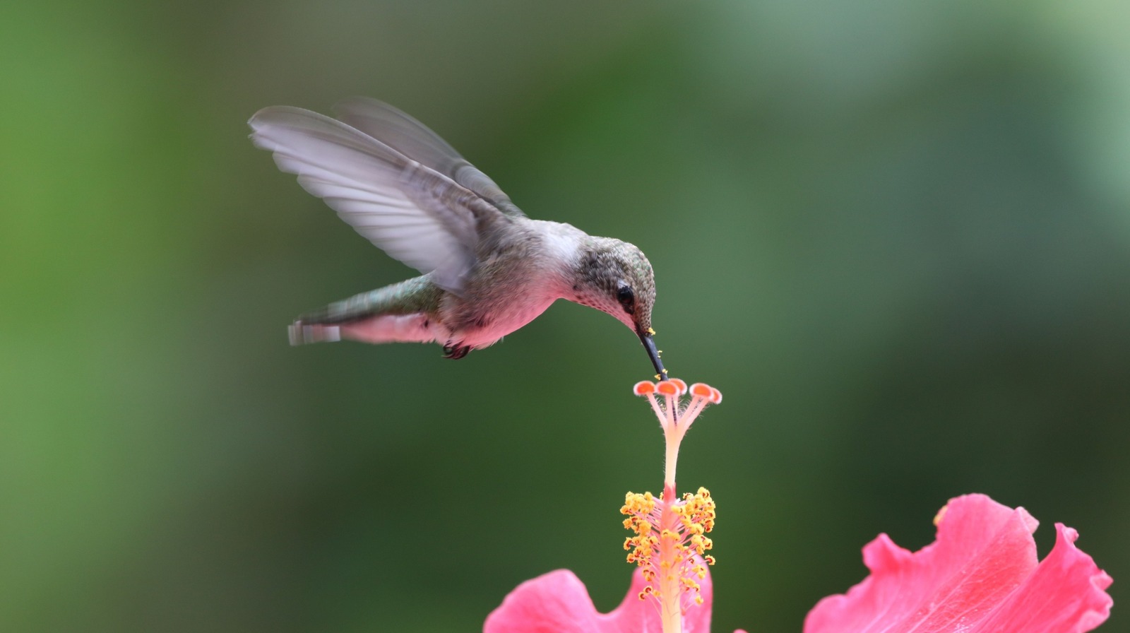 Make Your Yard A Hummingbird Haven With A Stunning DIY They Can't Resist