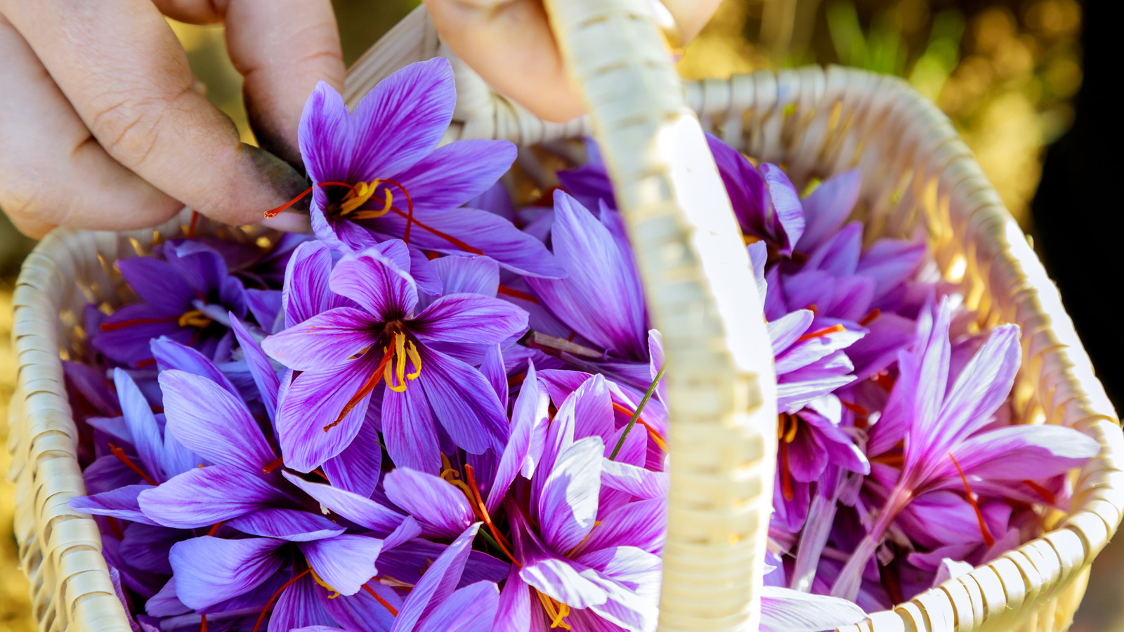 Avoid These Mistakes When Growing Saffron At Home