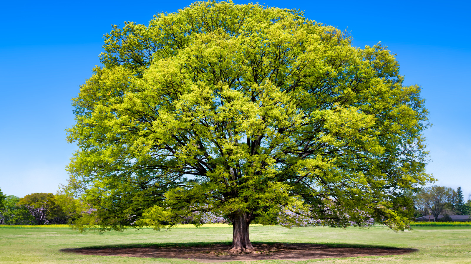Mistakes Everyone Makes When Caring For Japanese Elm Trees
