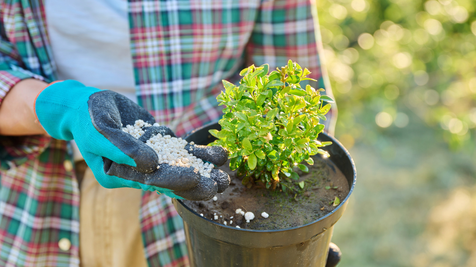 Mistakes Everyone Makes When Growing Boxwood (And How To Fix Common Issues)