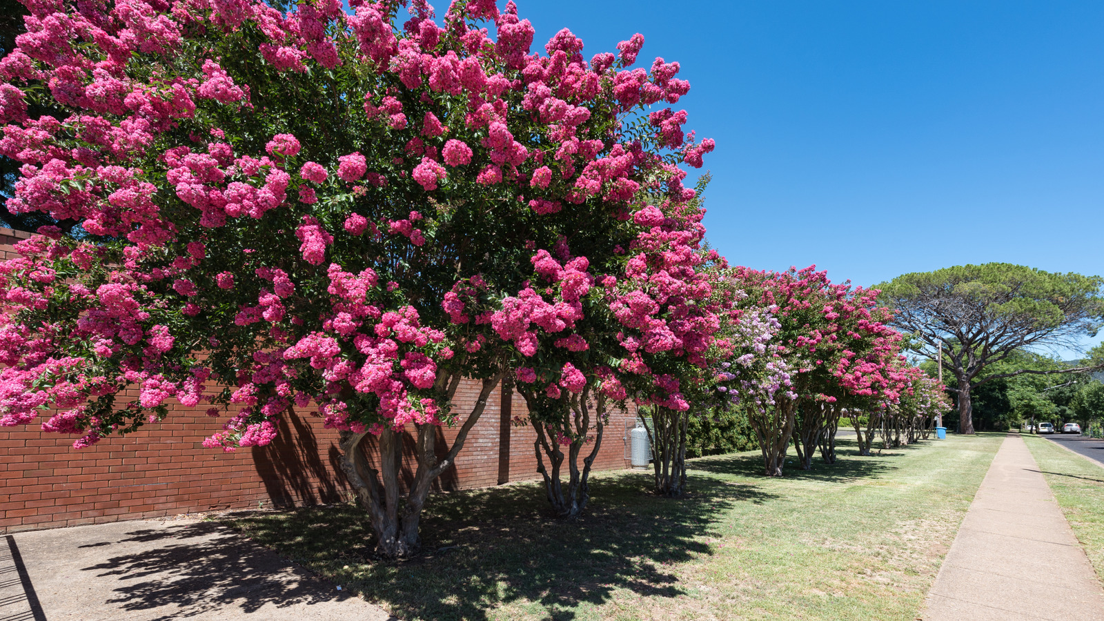 Mistakes Everyone Makes When Growing Crepe Myrtles