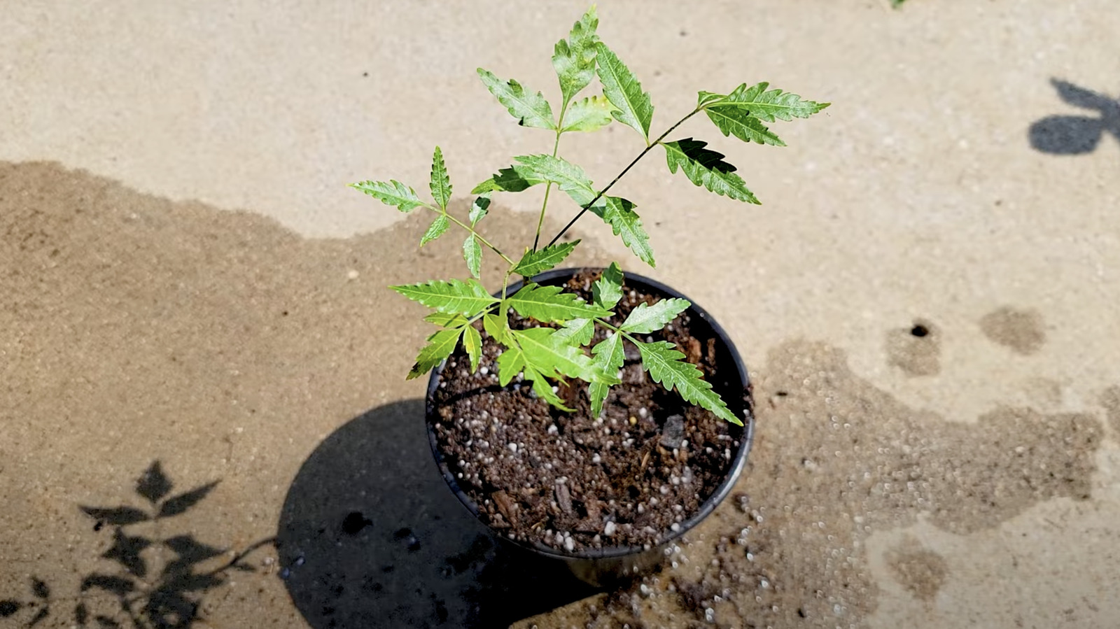 Mistakes Everyone Makes When Growing Neem Trees