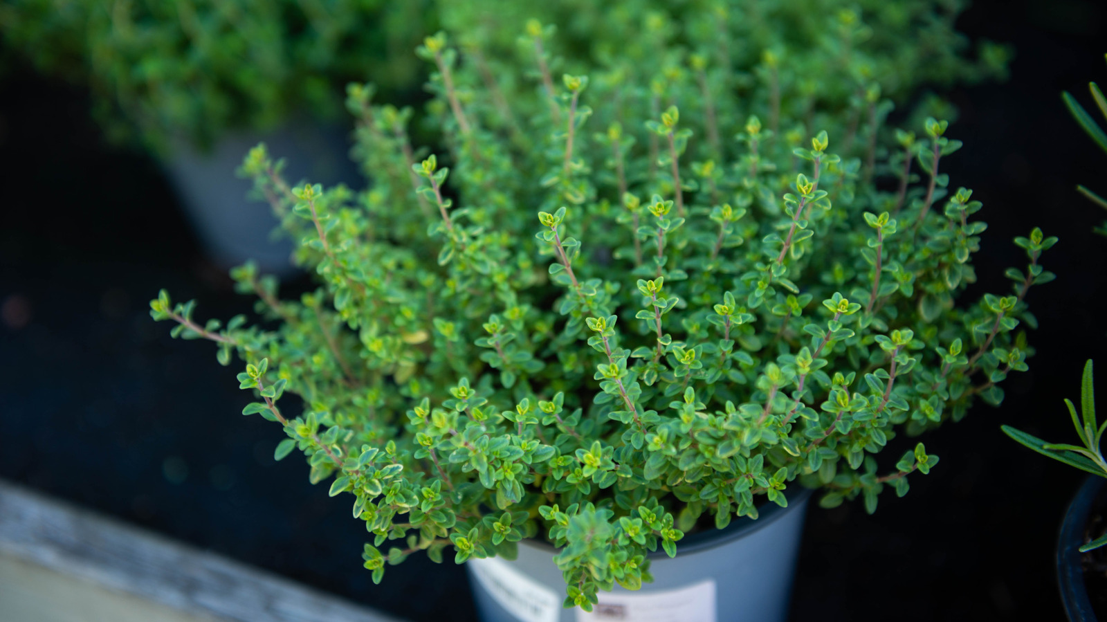 Common Mistakes Gardeners Make When Growing Thyme - Global Ideas