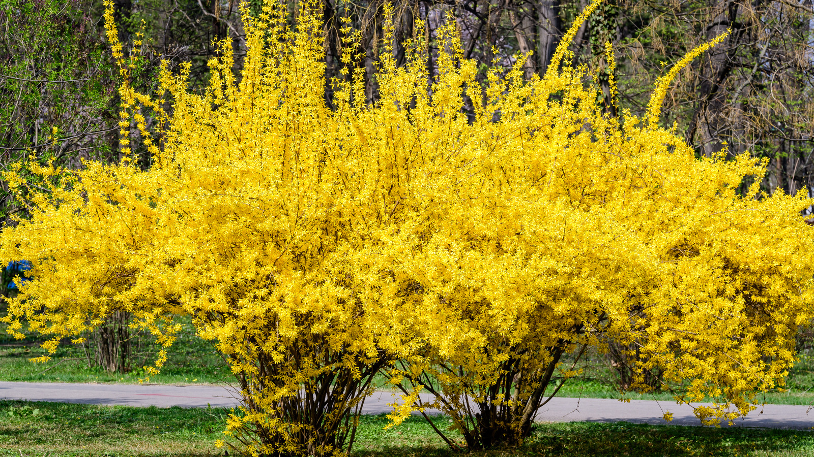 Mistakes To Avoid Making With The Early Blooming Forsythia In Your Garden