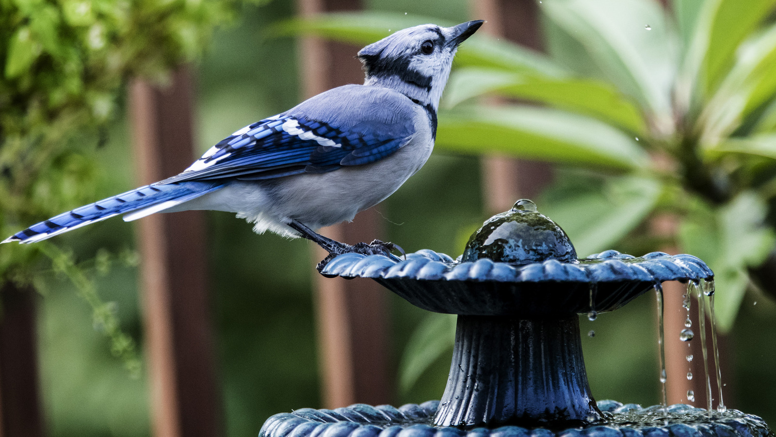 Modern Bird Bath Designs That'll Have Colorful Friends Flocking To Your ...