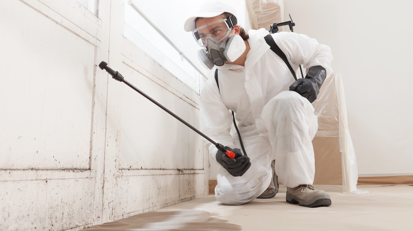 Mold Remediation Vs Removal: The Important Difference You Should Know