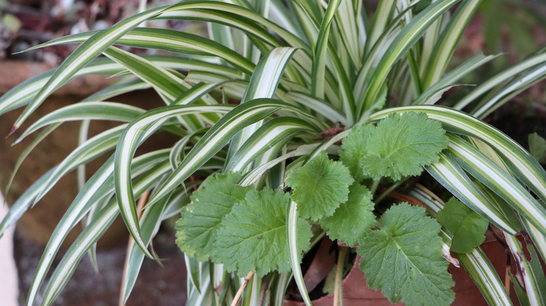 Monkey Grass: Everything You Should Know Before Planting