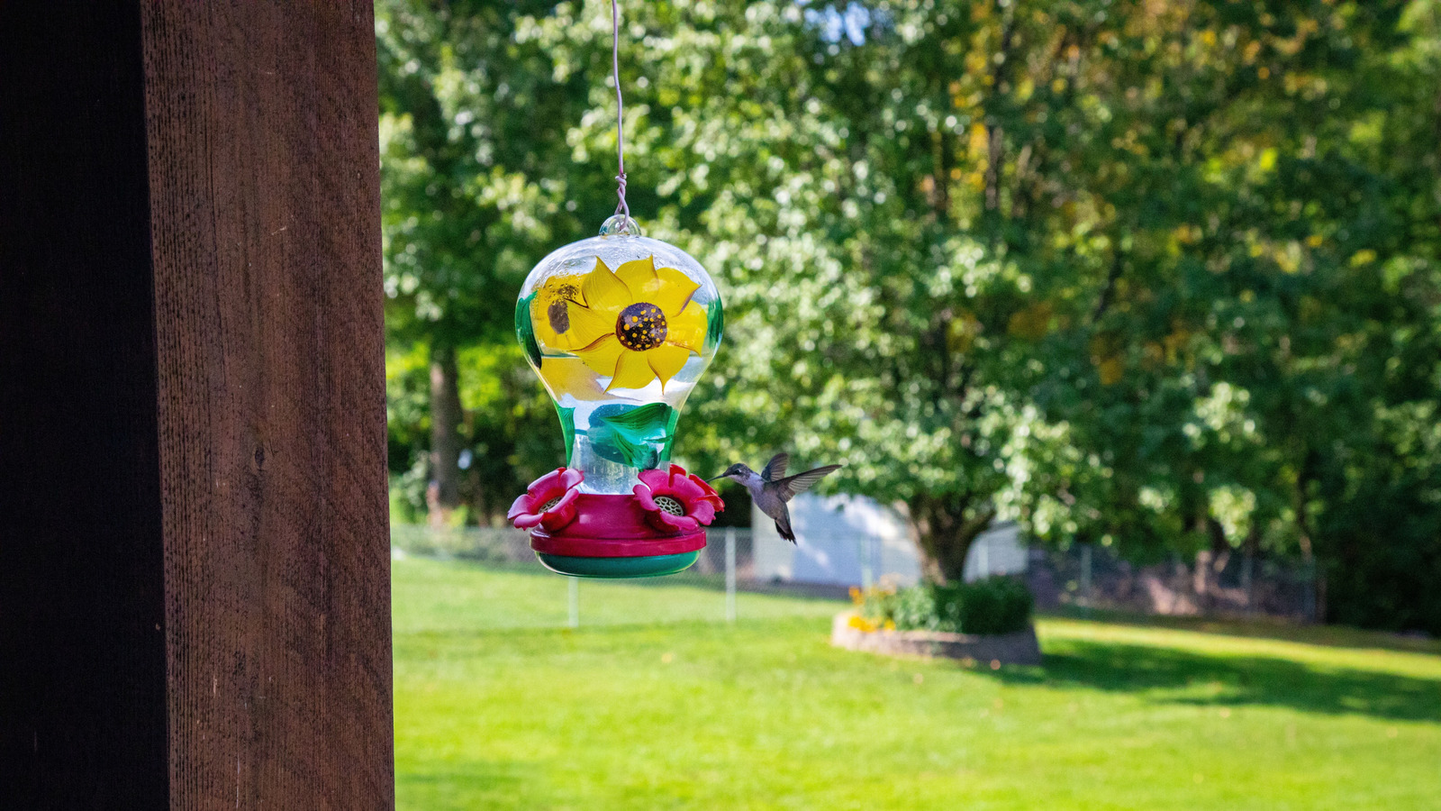 Moving Your Hummingbird Feeder Could Be The Solution To Your Problems