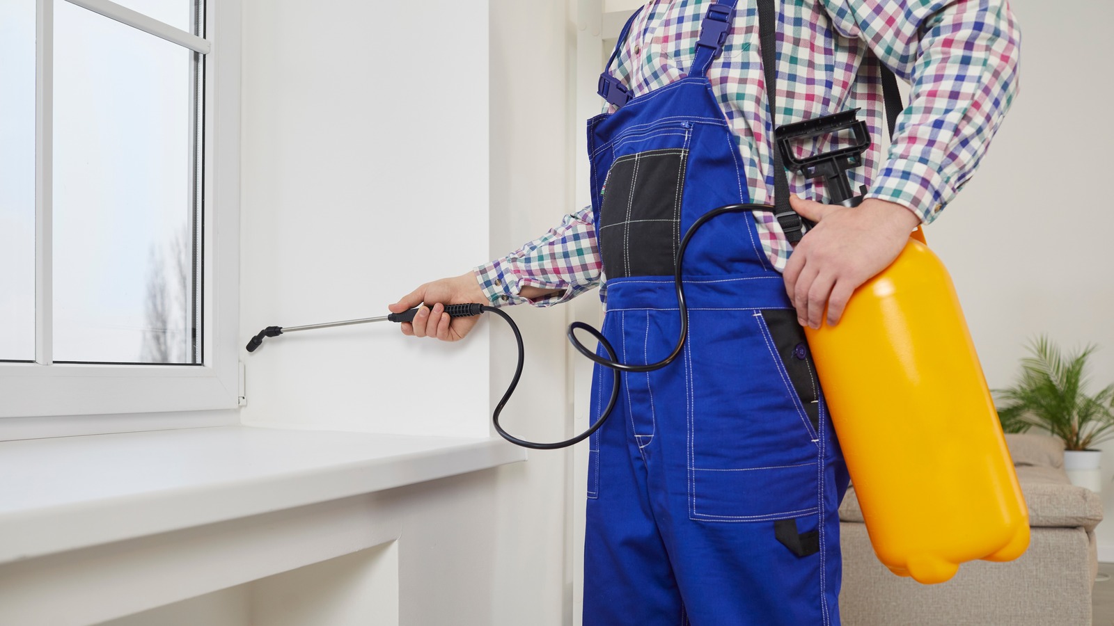 Myths About Pest Control You Need To Stop Believing Now