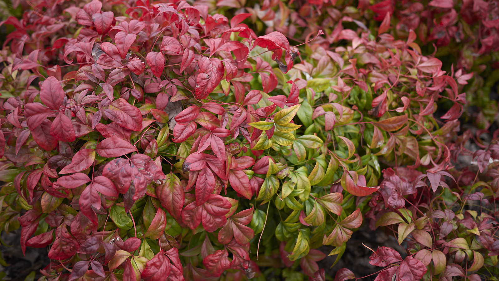 Nandinas: Pros And Cons You Should Know Before Planting