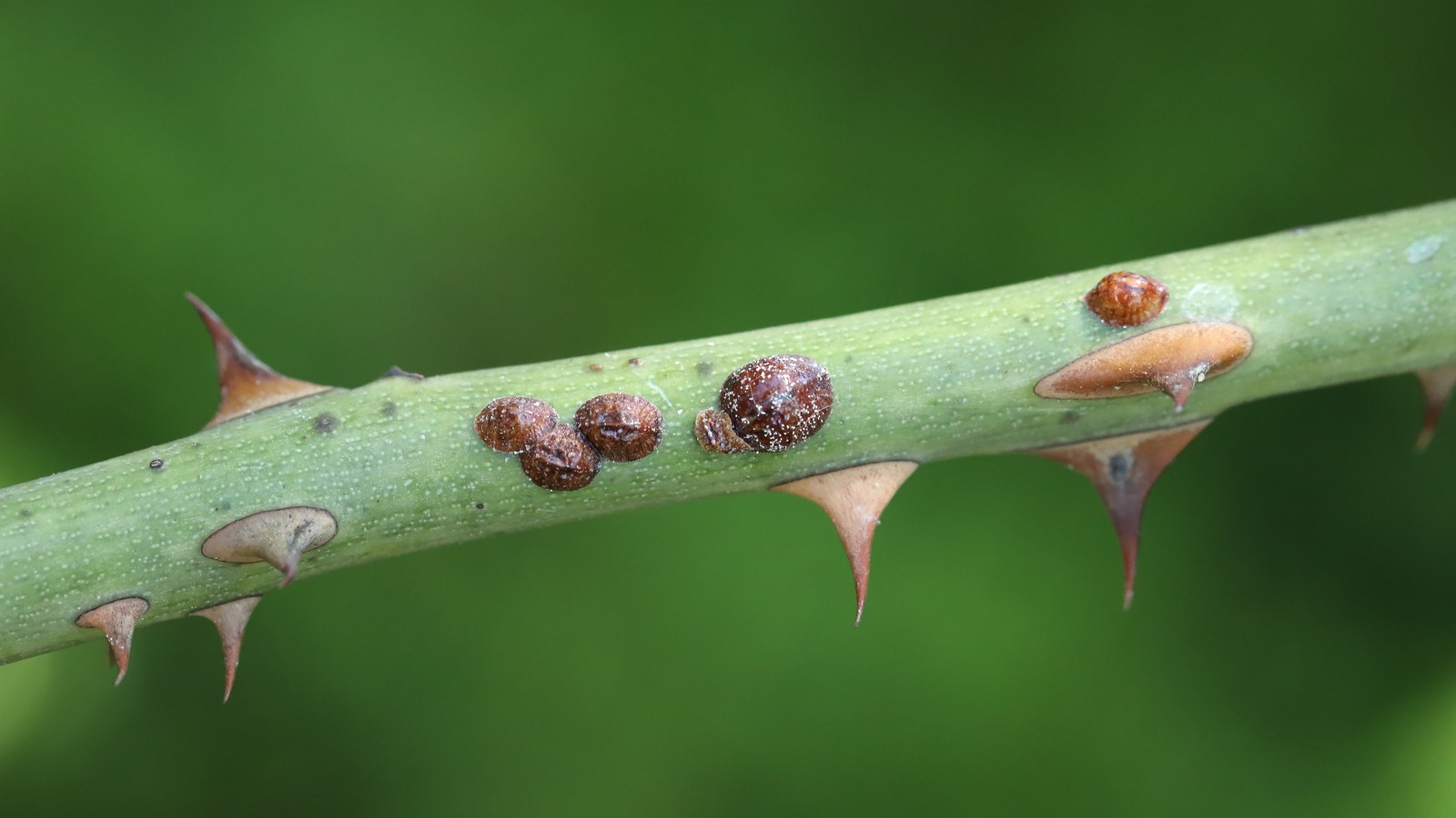 Naturally Banish Sap-Sucking Scale Insects From Your Trees. Here's How