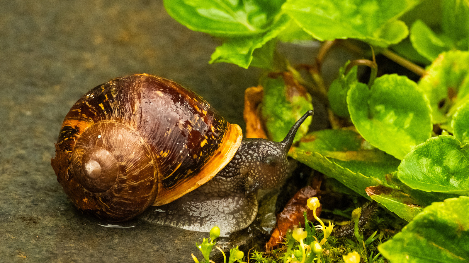 Not Copper Nor Coffee Grounds: The Humane Way To Keep Snails Out Of The ...