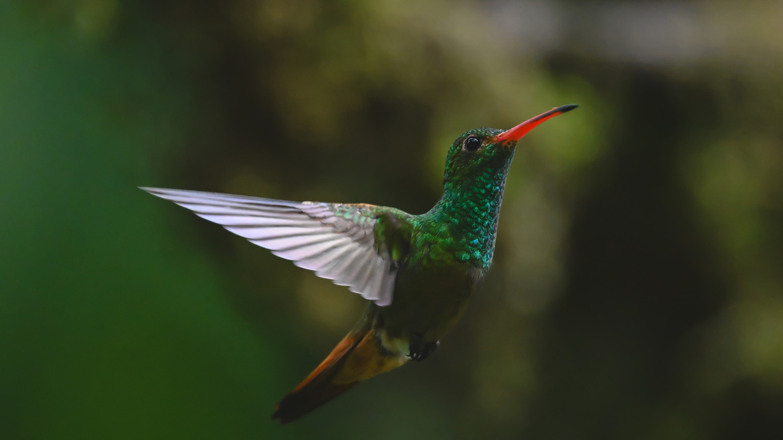 Not Ginger Lily, Not Zinnia: The Bright Red Flower Hummingbirds Can't ...