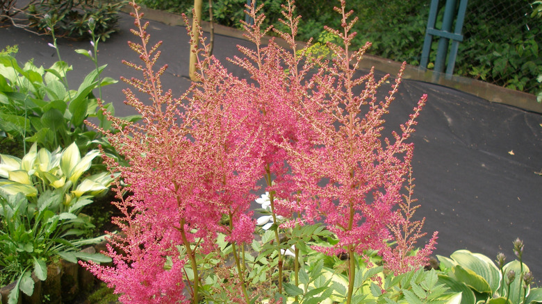 Not Hosta, Not Heuchera: The Compact Plant That Looks Great In Shaded ...