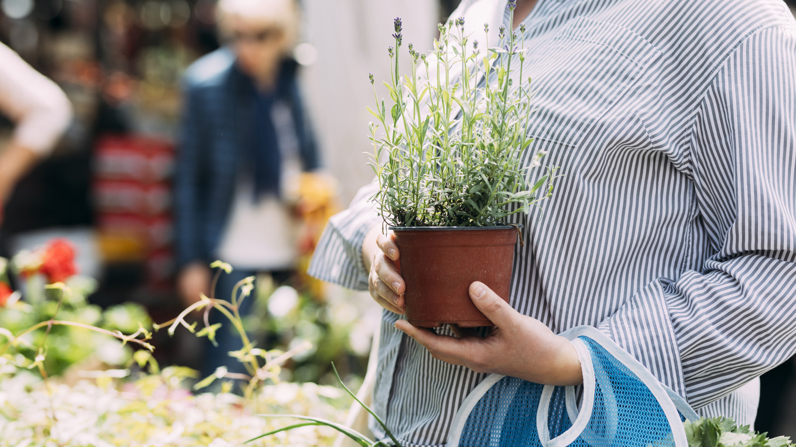 Not Self-Watering Pots: The More Reliable Choice For Herbs