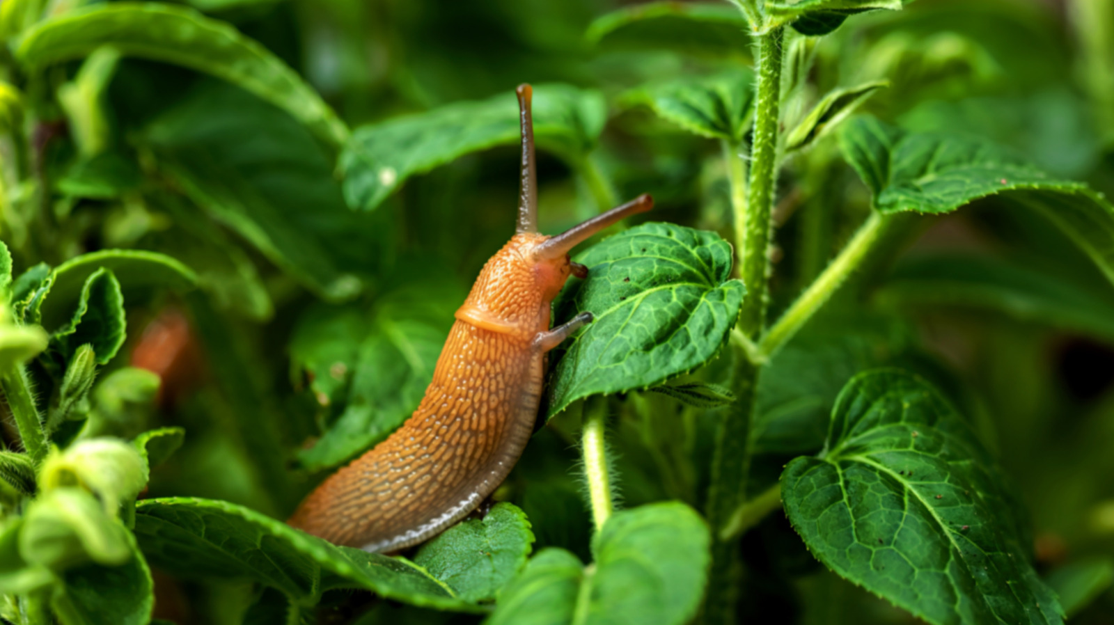 Not Tape Or Mesh: There's A Better Copper Hack To Keep Slugs Out Of The ...